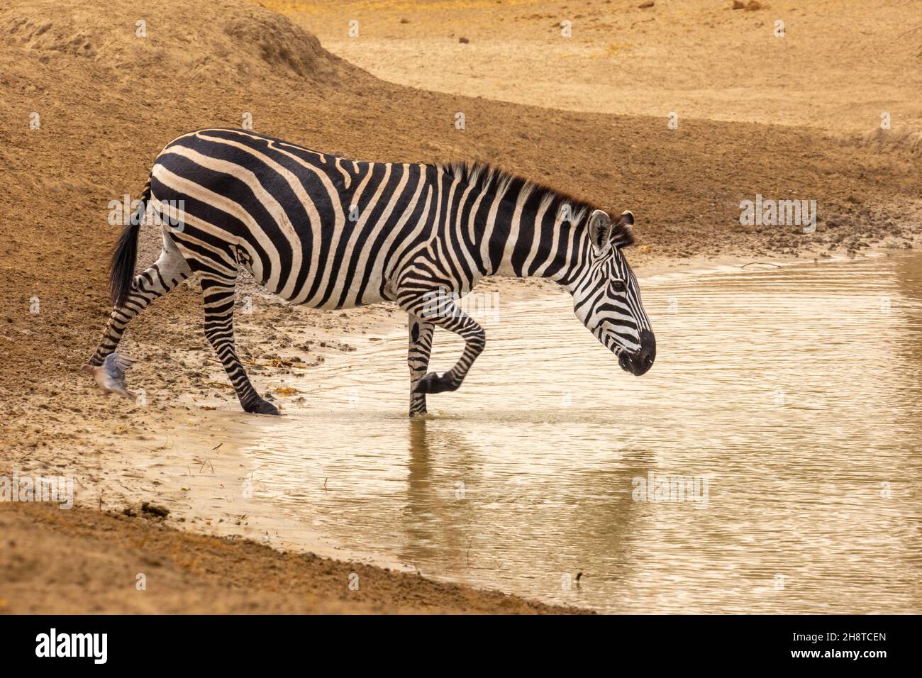 Zebra skin repeat pattern hi-res stock photography and images - Alamy