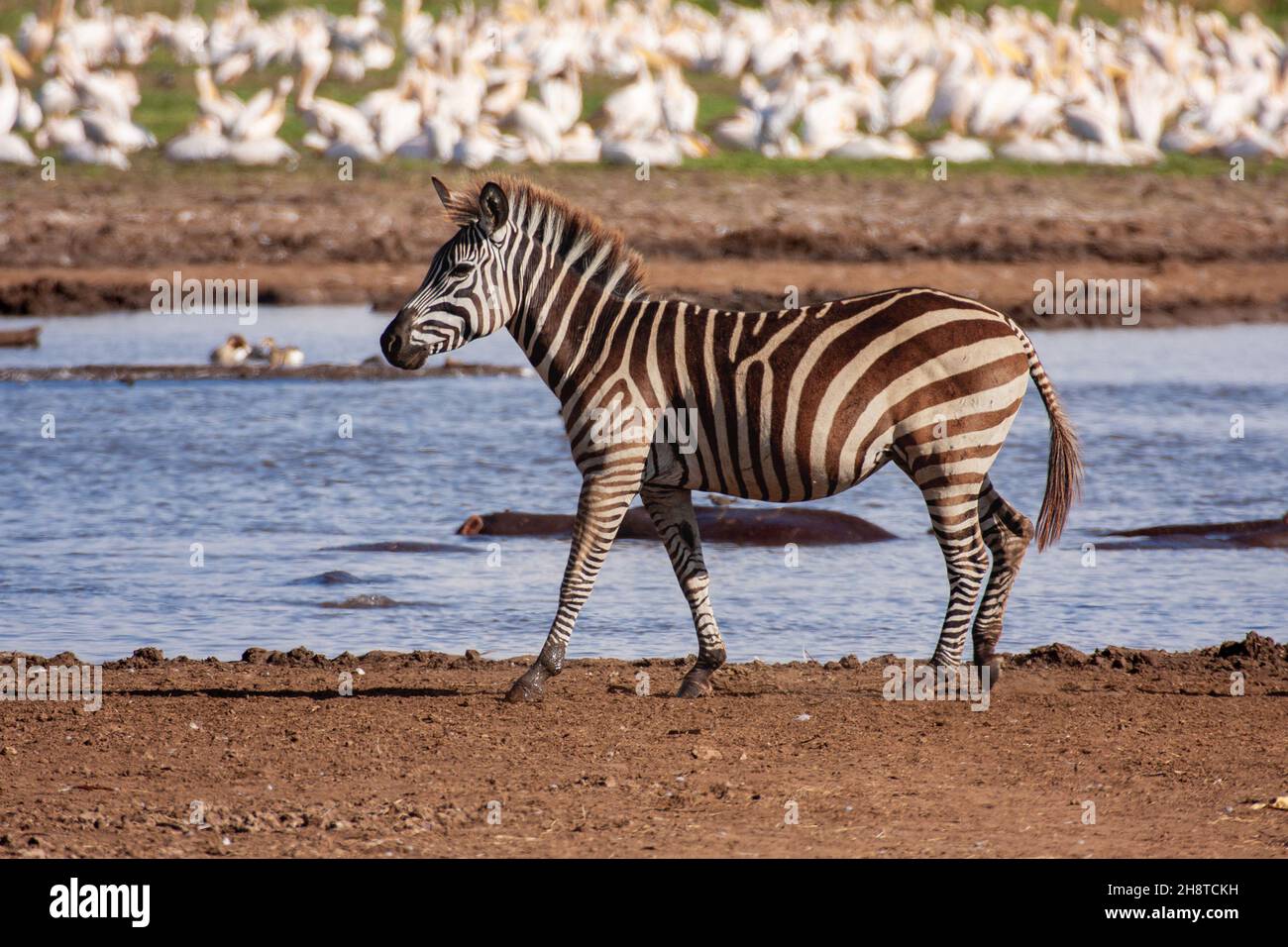 Zebra in Lake Manyara Stock Photo - Alamy