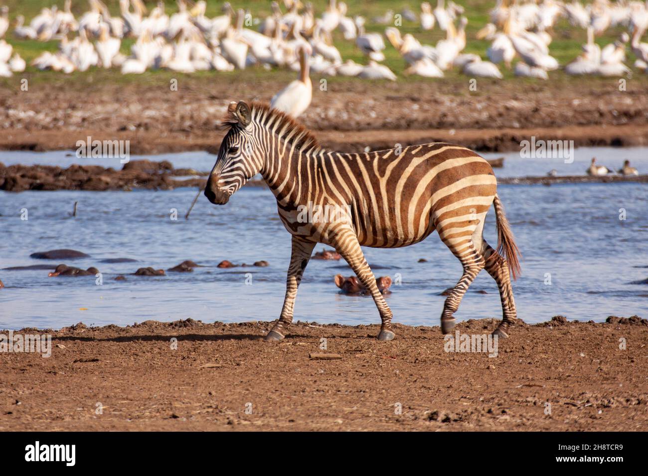 Zebra in Lake Manyara Stock Photo - Alamy