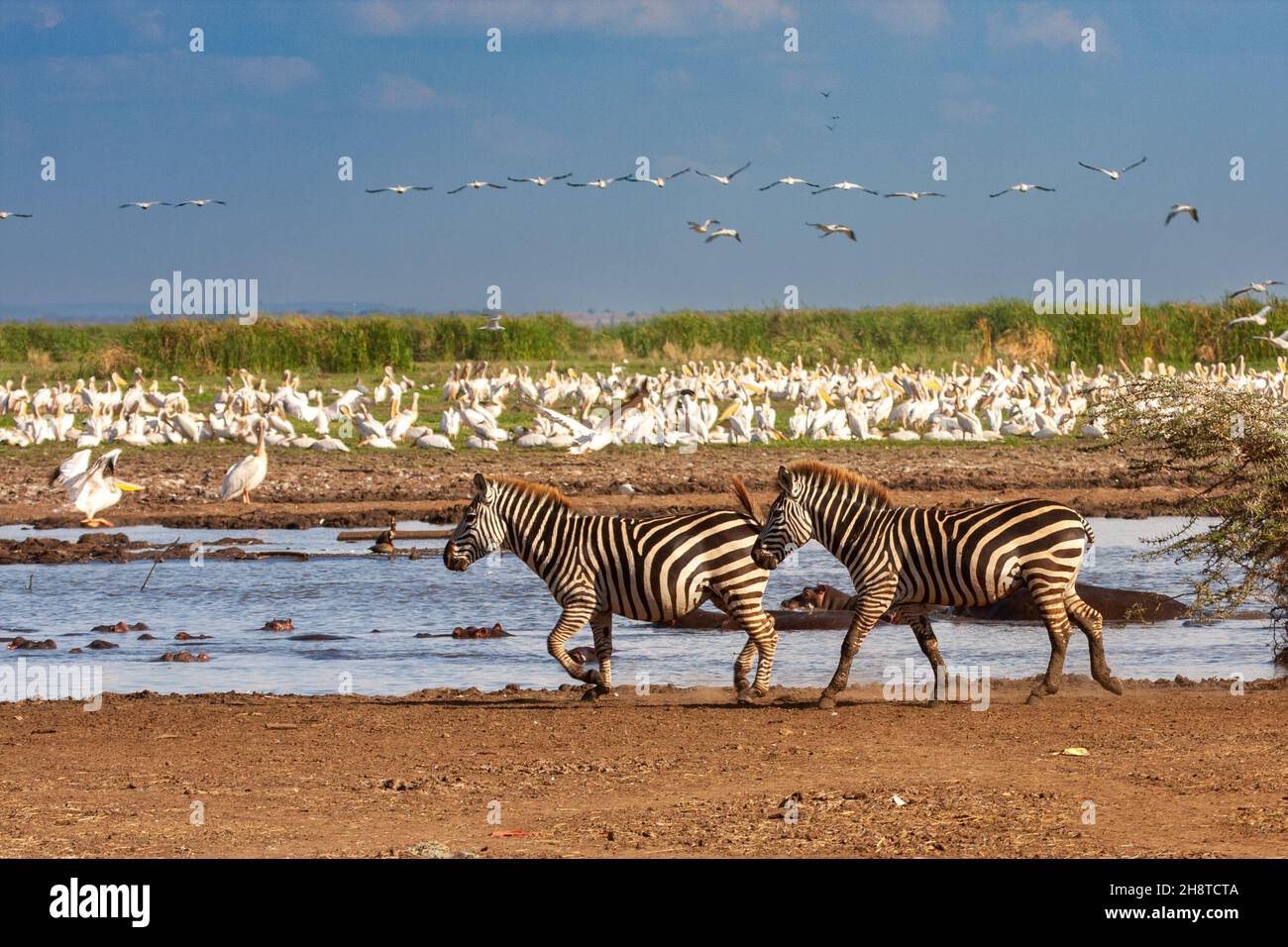 Zebra in Lake Manyara Stock Photo - Alamy