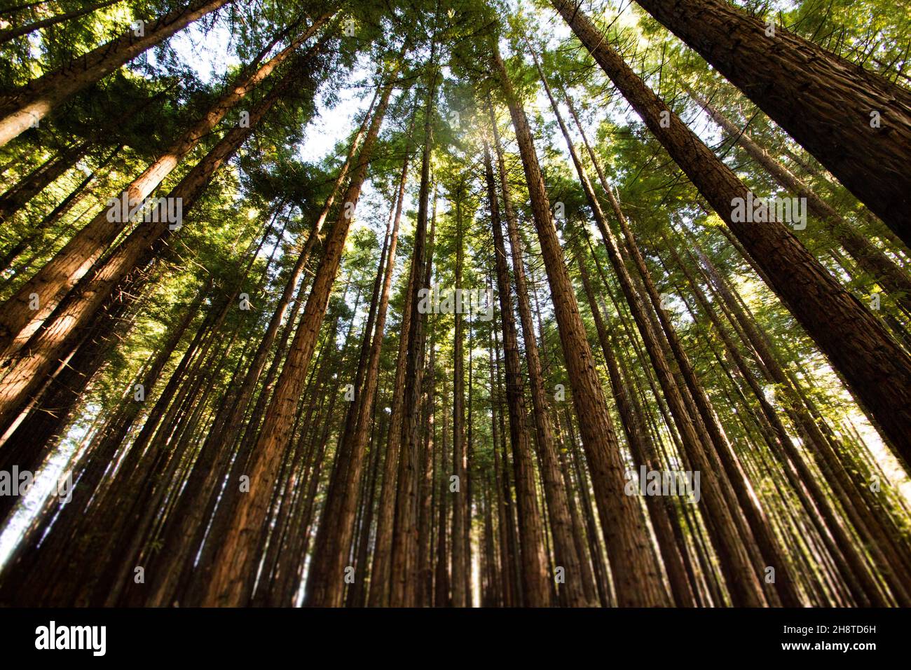 Low-angle shot of forest with the sun shining through thin-long trees ...