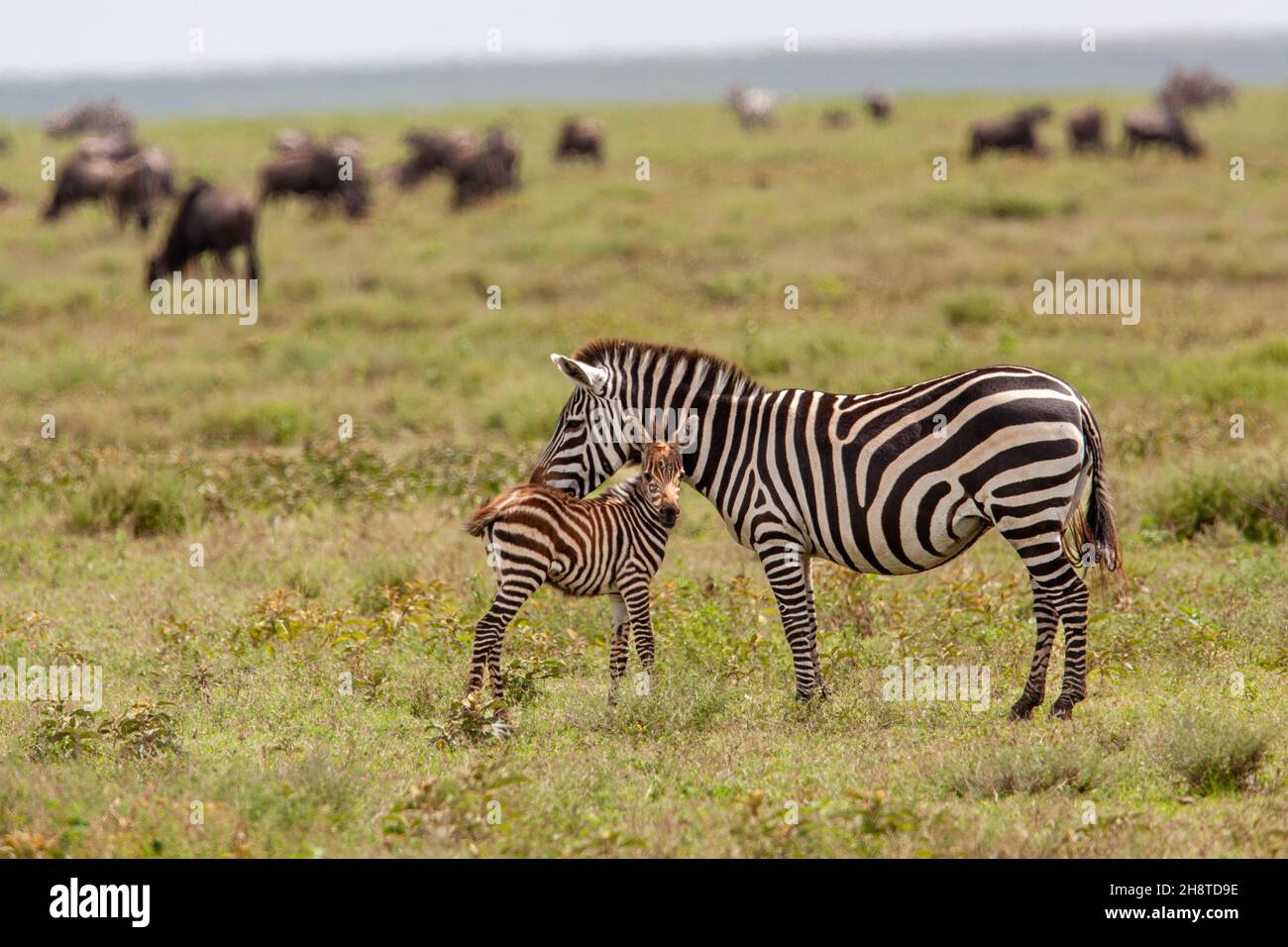 Zebra herd with foals hi-res stock photography and images - Alamy