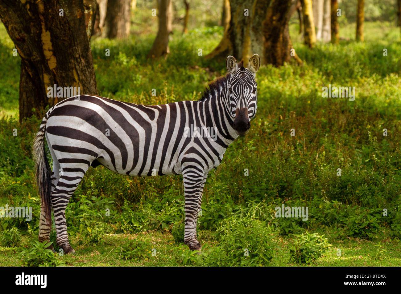Zebra skin repeat pattern hi-res stock photography and images - Alamy