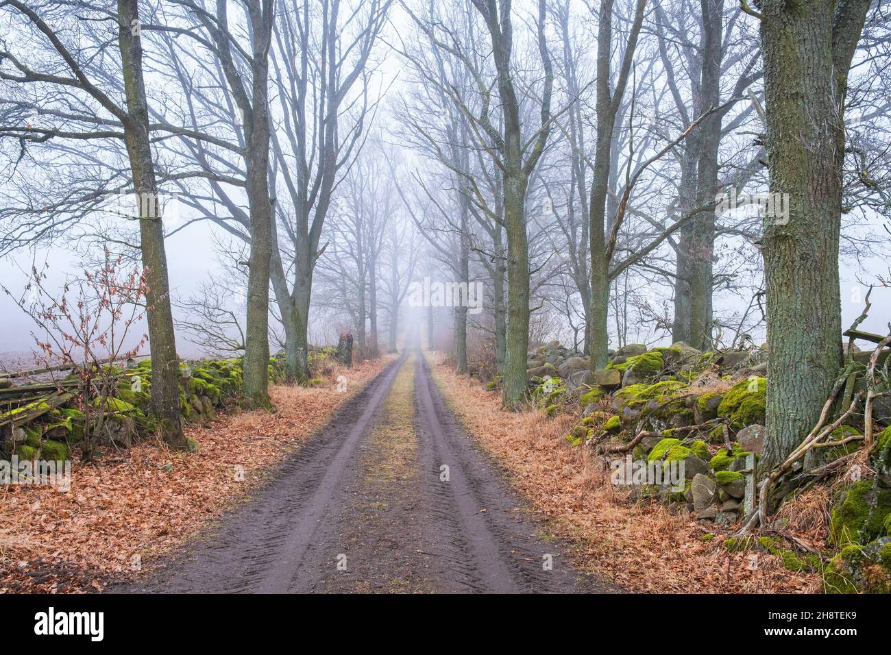 Tree lined dirt road with mist Stock Photo - Alamy