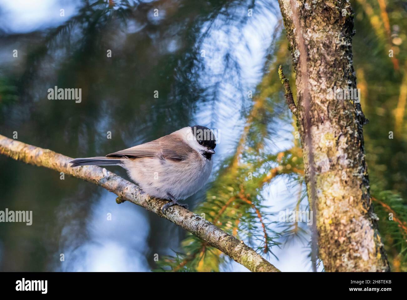 Cute Marsh tit on a tree branch in the woods Stock Photo - Alamy