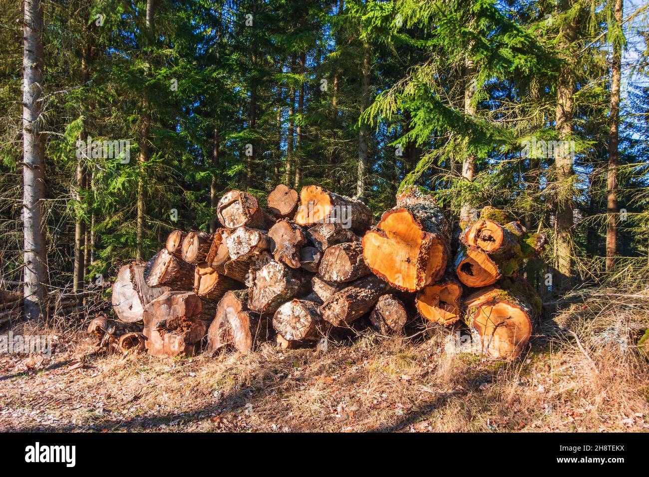 Deforestation forest edge hi-res stock photography and images - Alamy