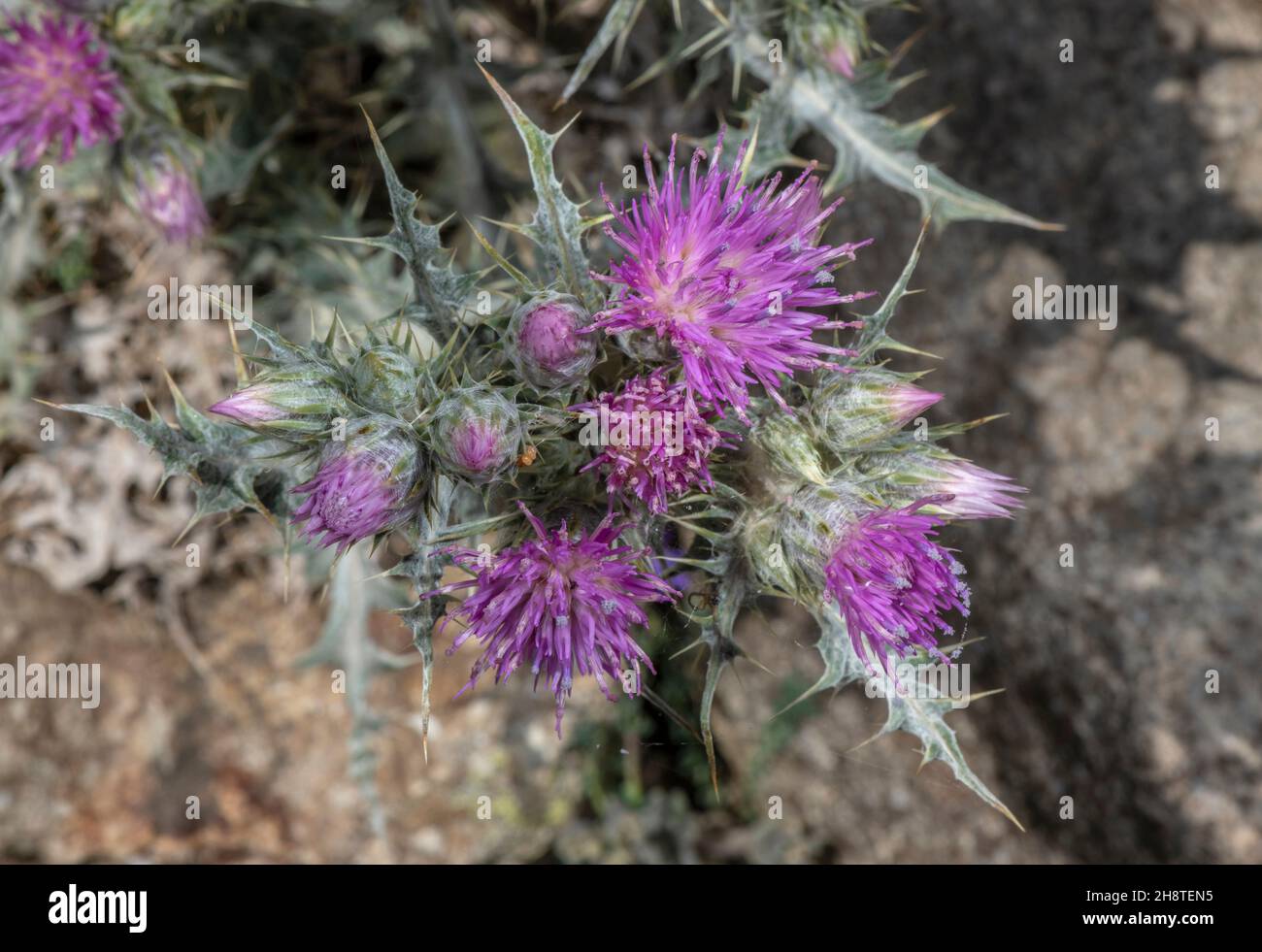 Pyrenean Thistle, Carduus carlinoides, in flower in the high Pyrenees ...