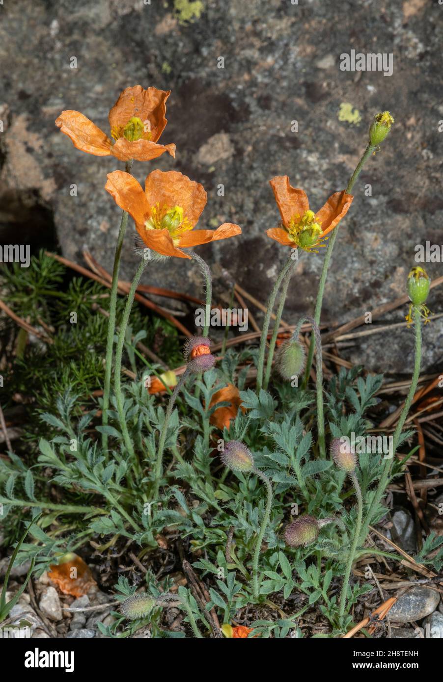 Papaver alpinum subsp lapeyrousianum hi-res stock photography and ...