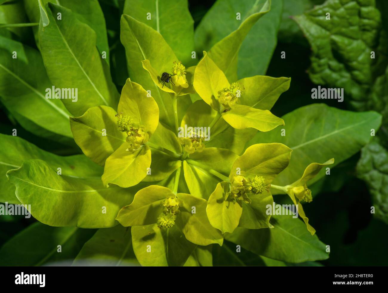 Irish Spurge, Euphorbia hyberna in flower Stock Photo - Alamy