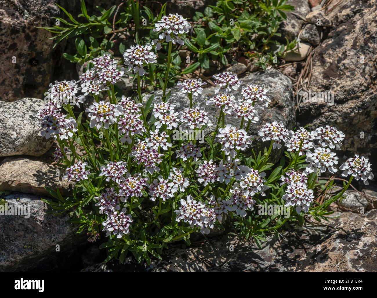 Evergreen candytuft, Iberis sempervirens, in flower Stock Photo - Alamy