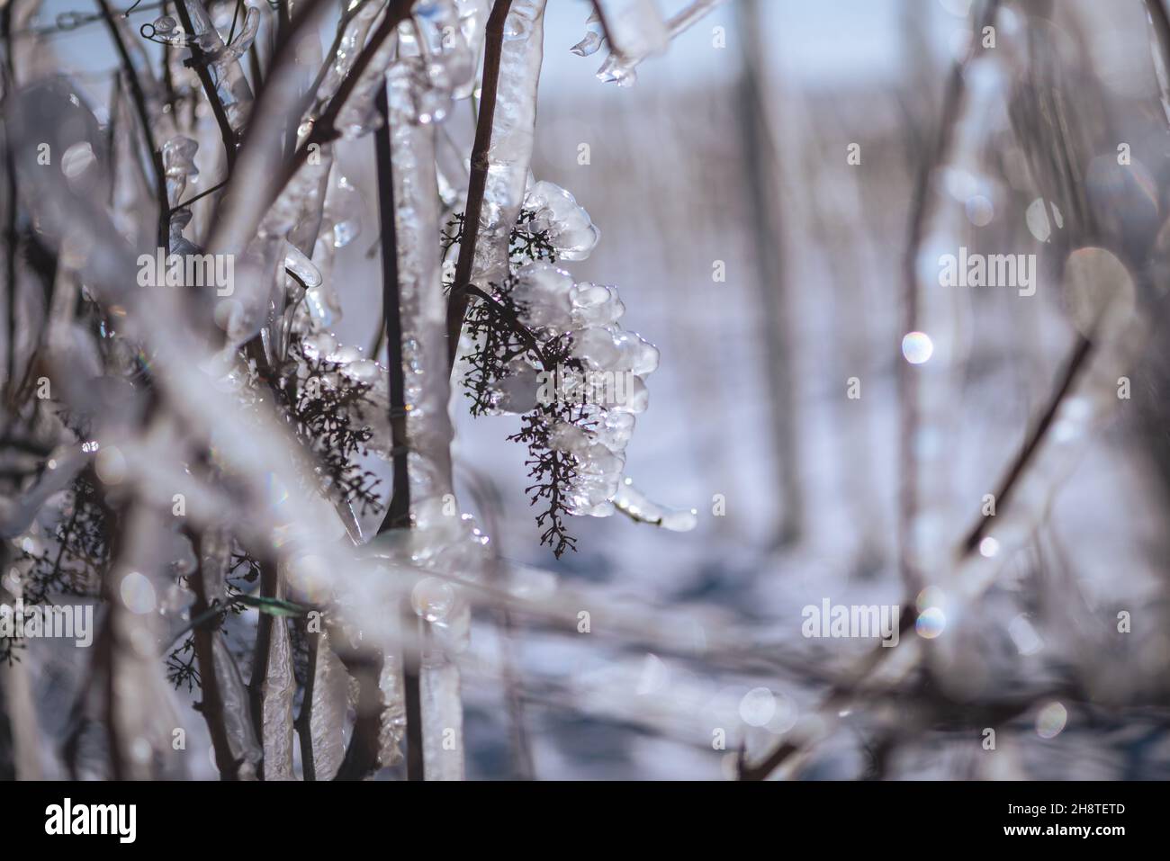 Close up of a vine covered in frozen rain in bright sunshine. Winter ...
