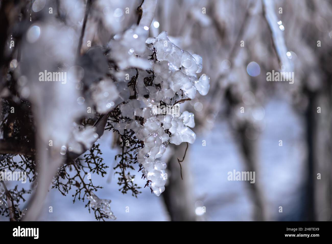 Close up of a vine covered in frozen rain in bright sunshine. Winter ...