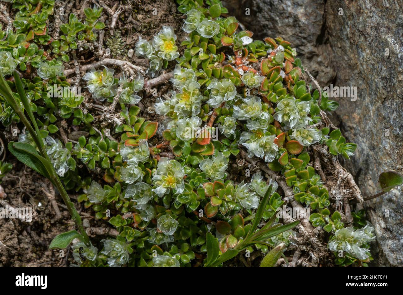 Paronychia polygonifolia in flower. Alps and Pyrenees Stock Photo - Alamy