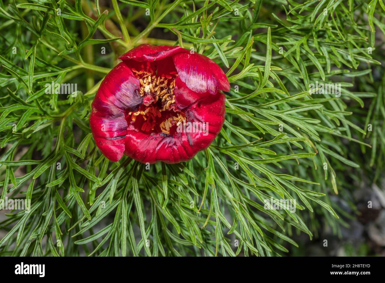 Paeonia tenuifolia flower hi-res stock photography and images - Alamy