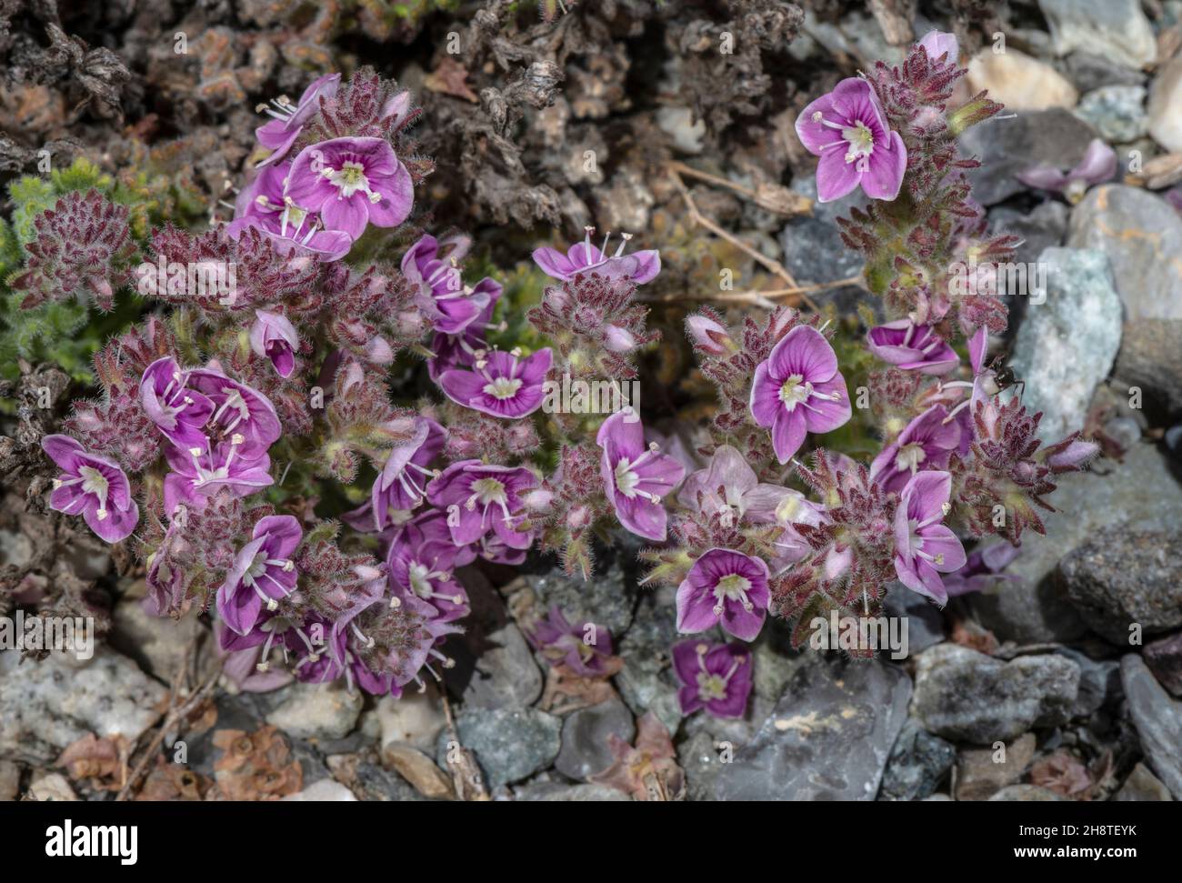 Woolly Speedwell, Veronica pectinata ssp pectinata, in flower. Turkey ...