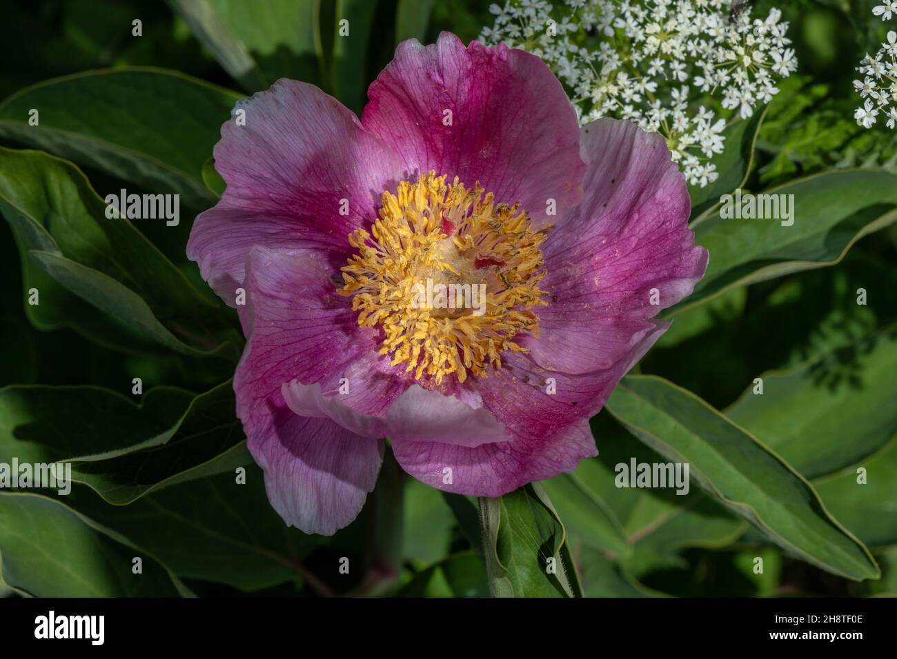 Paeonia daurica, from the Caucasus Stock Photo - Alamy