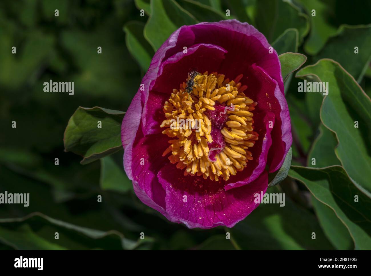 Paeonia daurica, from the Caucasus Stock Photo - Alamy