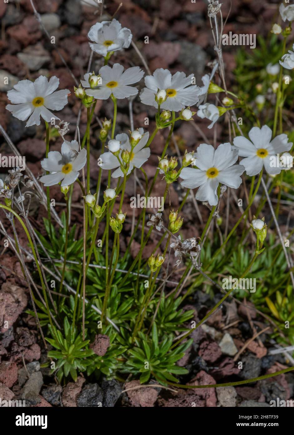milkwhite rock jasmine, Androsace lactea in flower, Pyrenees Stock ...