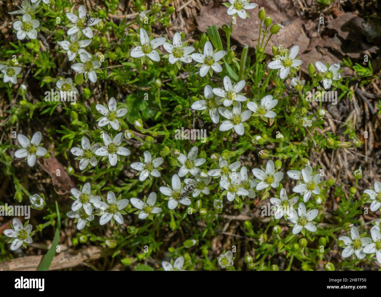 Minuartia verna hi-res stock photography and images - Alamy