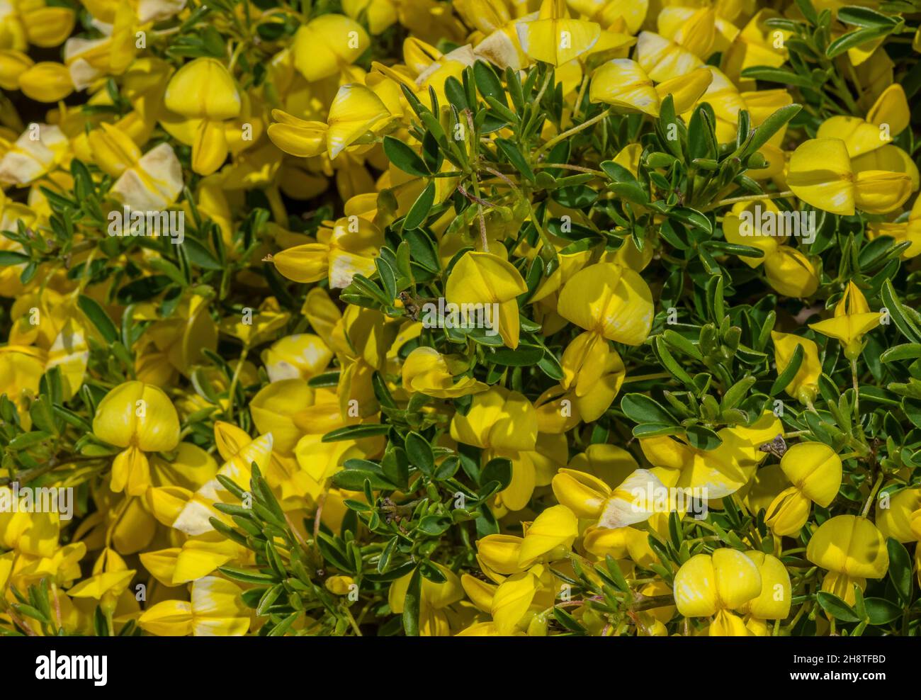 A species of Broom, Cytisus emeriflorus in flower, Italian Alps Stock ...