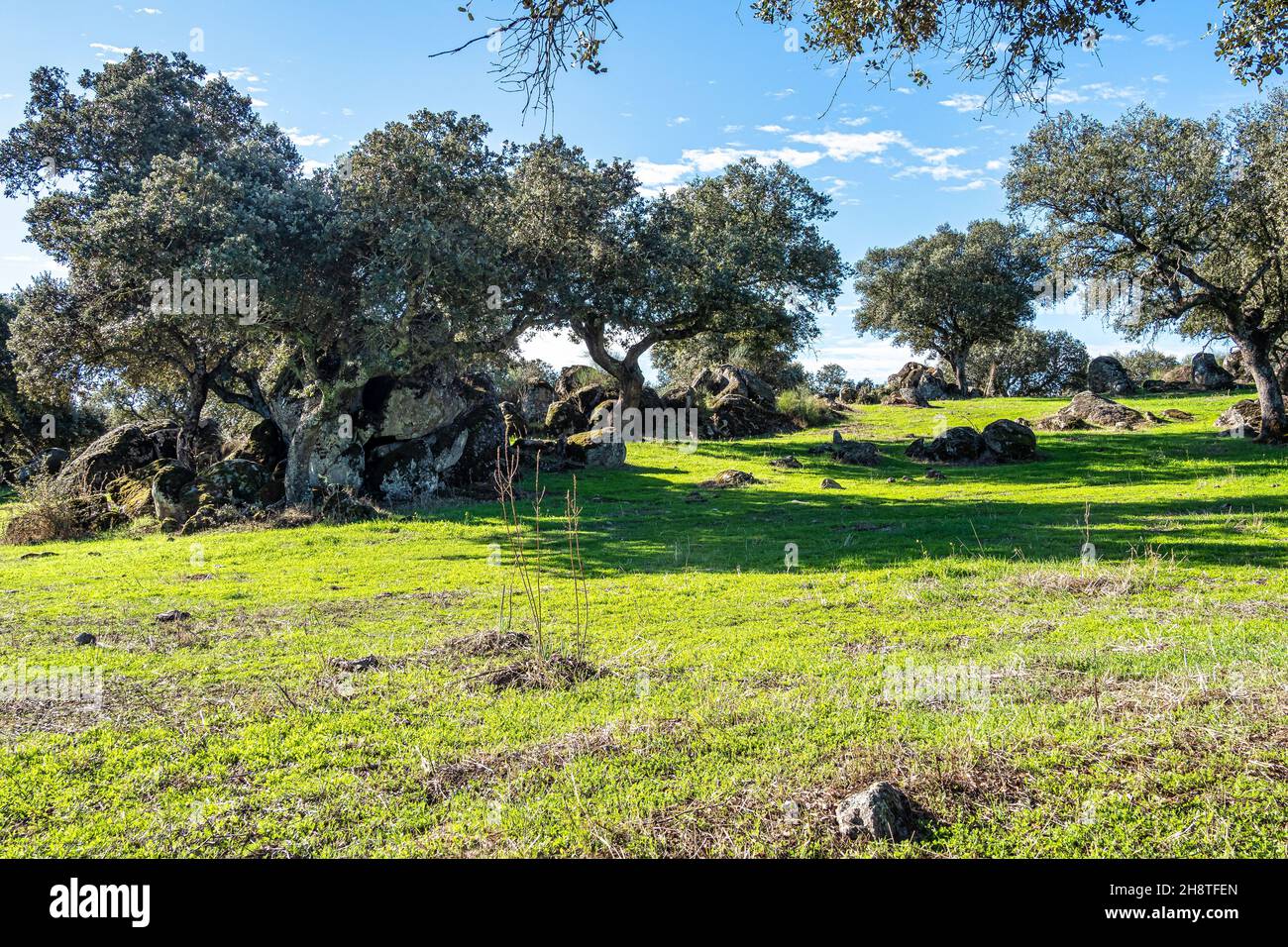 The amazing Dehesa Extremena with old stone fences at Montanchez in ...