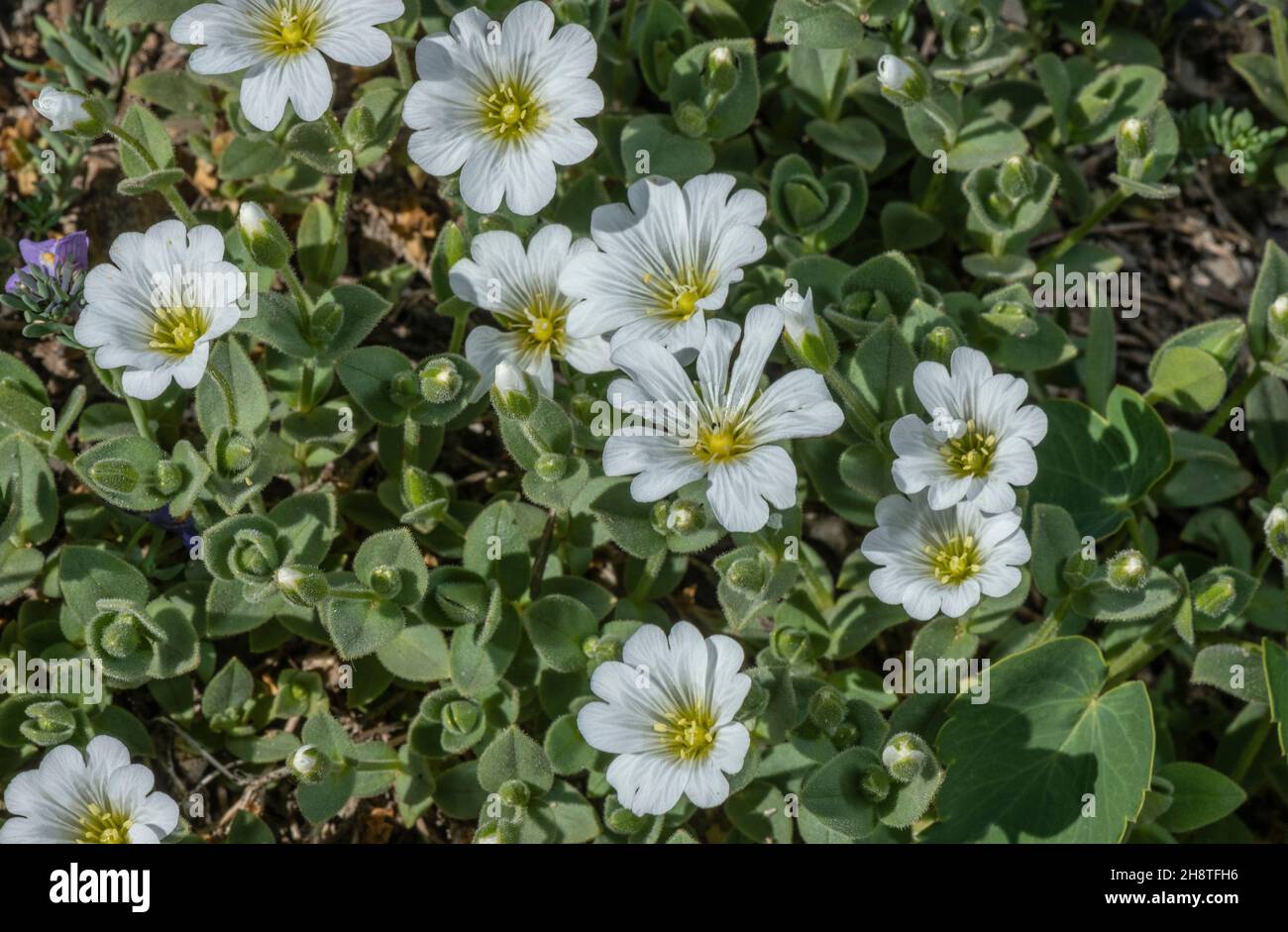 Broad leaved mouse ear cerastium latifolium hi-res stock photography ...