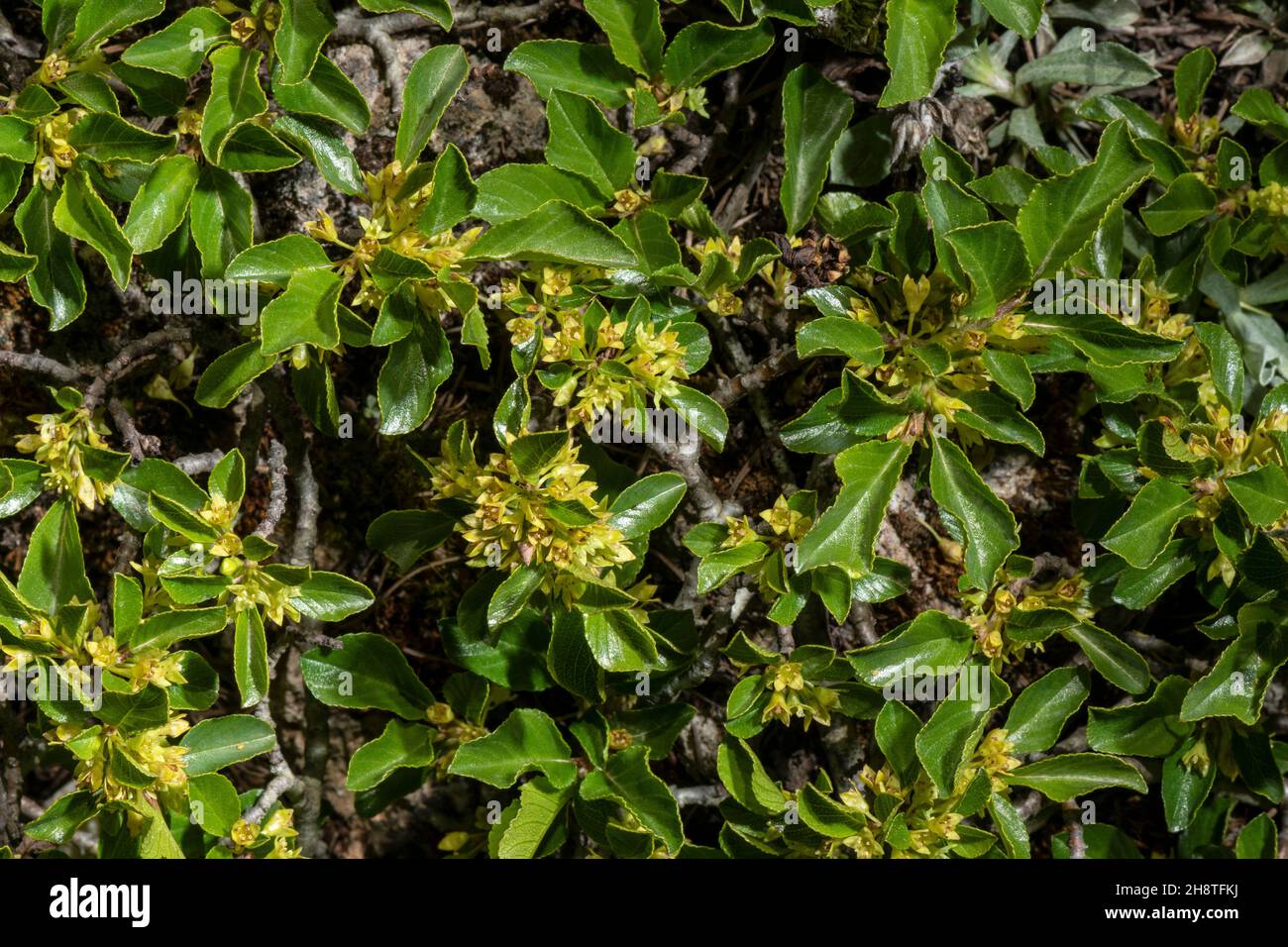 Dwarf buckthorn, Rhamnus pumila, in flower in the Alps Stock Photo - Alamy
