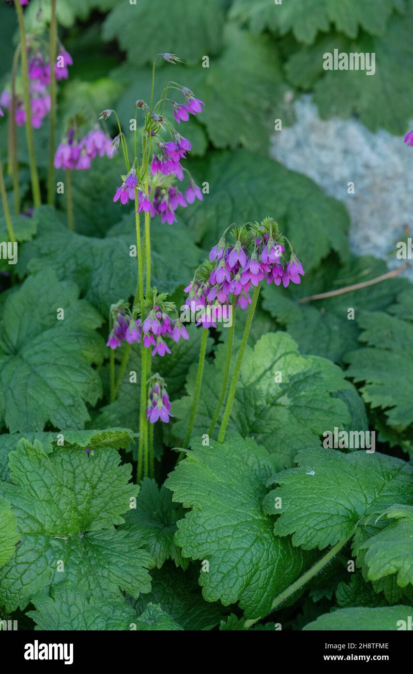 Alpine bells, Primula matthioli, in flower on limestone, Alps Stock ...