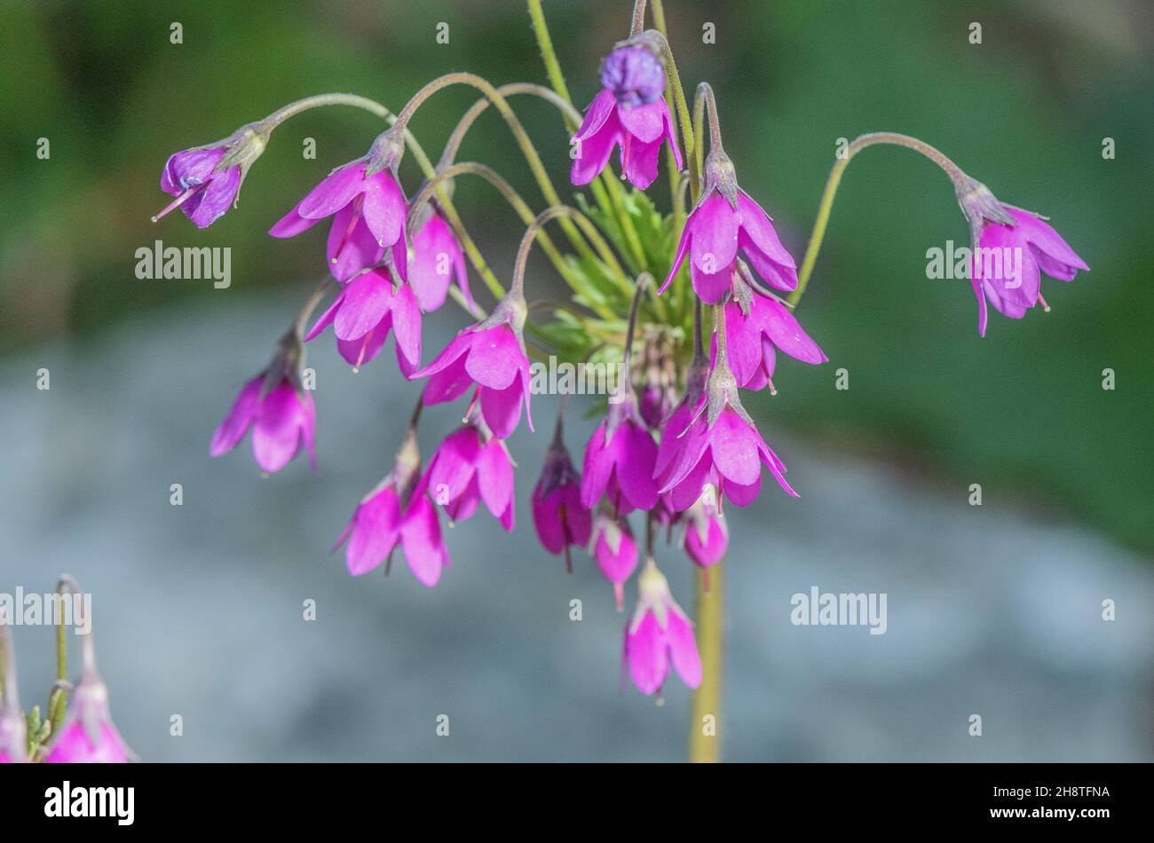 Cortusa matthioli hi-res stock photography and images - Alamy