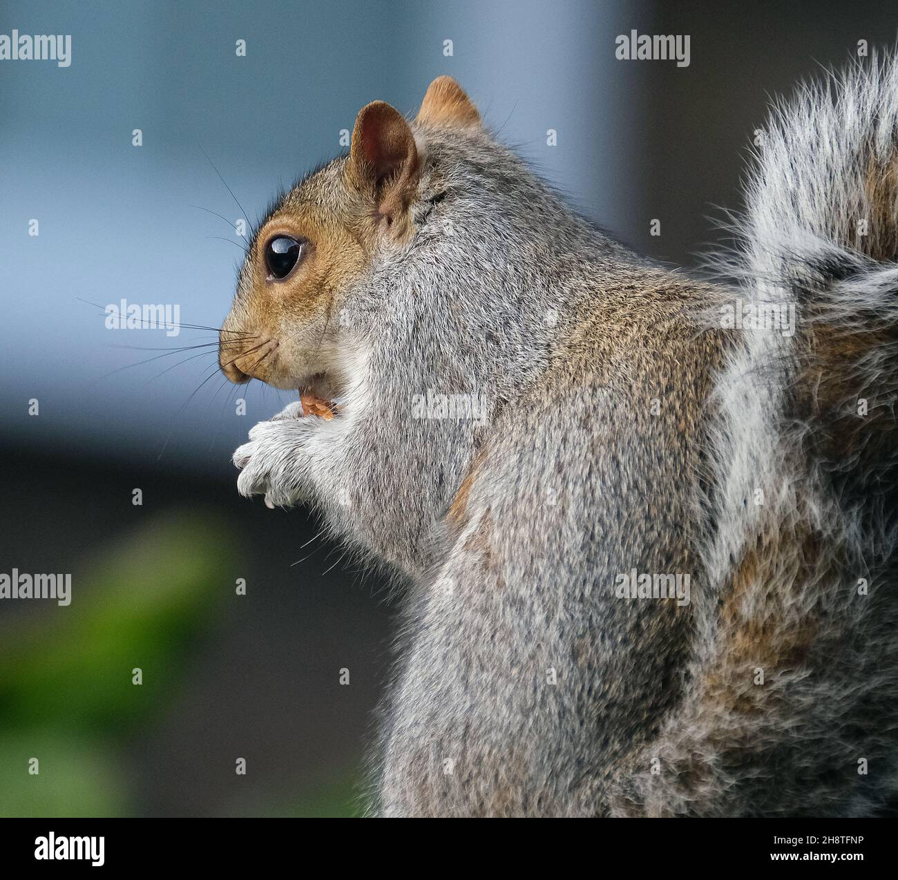 The eastern gray squirrel, also known as simply the grey squirrel, is a ...