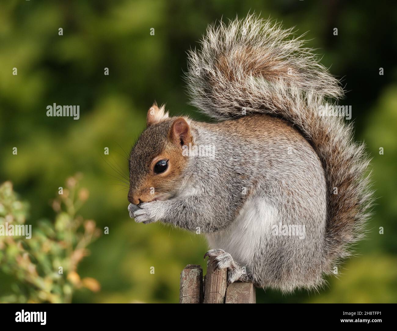 The eastern gray squirrel, also known as simply the grey squirrel, is a ...