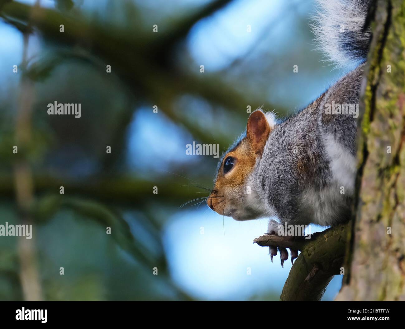 The eastern gray squirrel, also known as simply the grey squirrel, is a ...