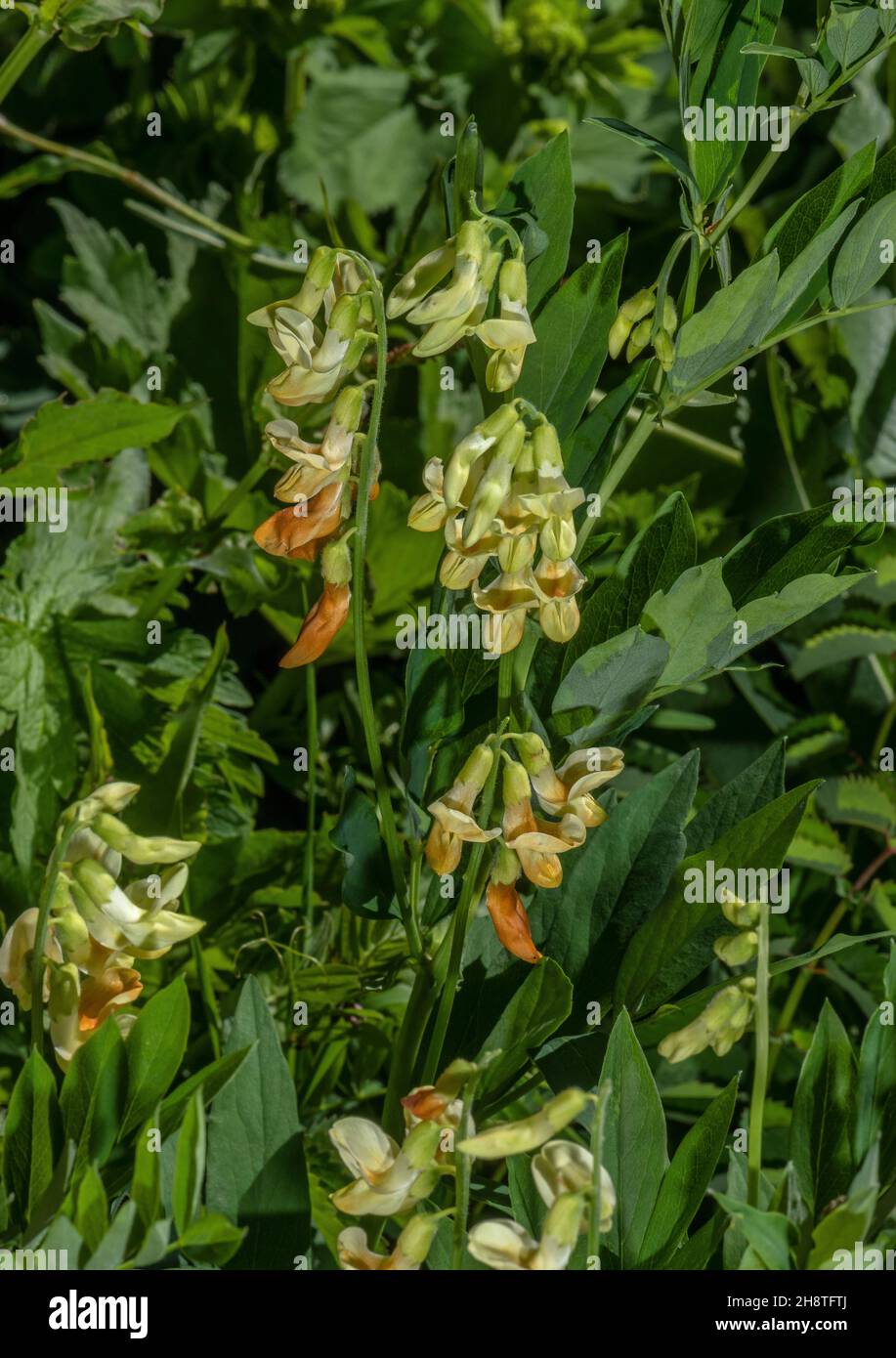 Lathyrus occidentalis hi-res stock photography and images - Alamy