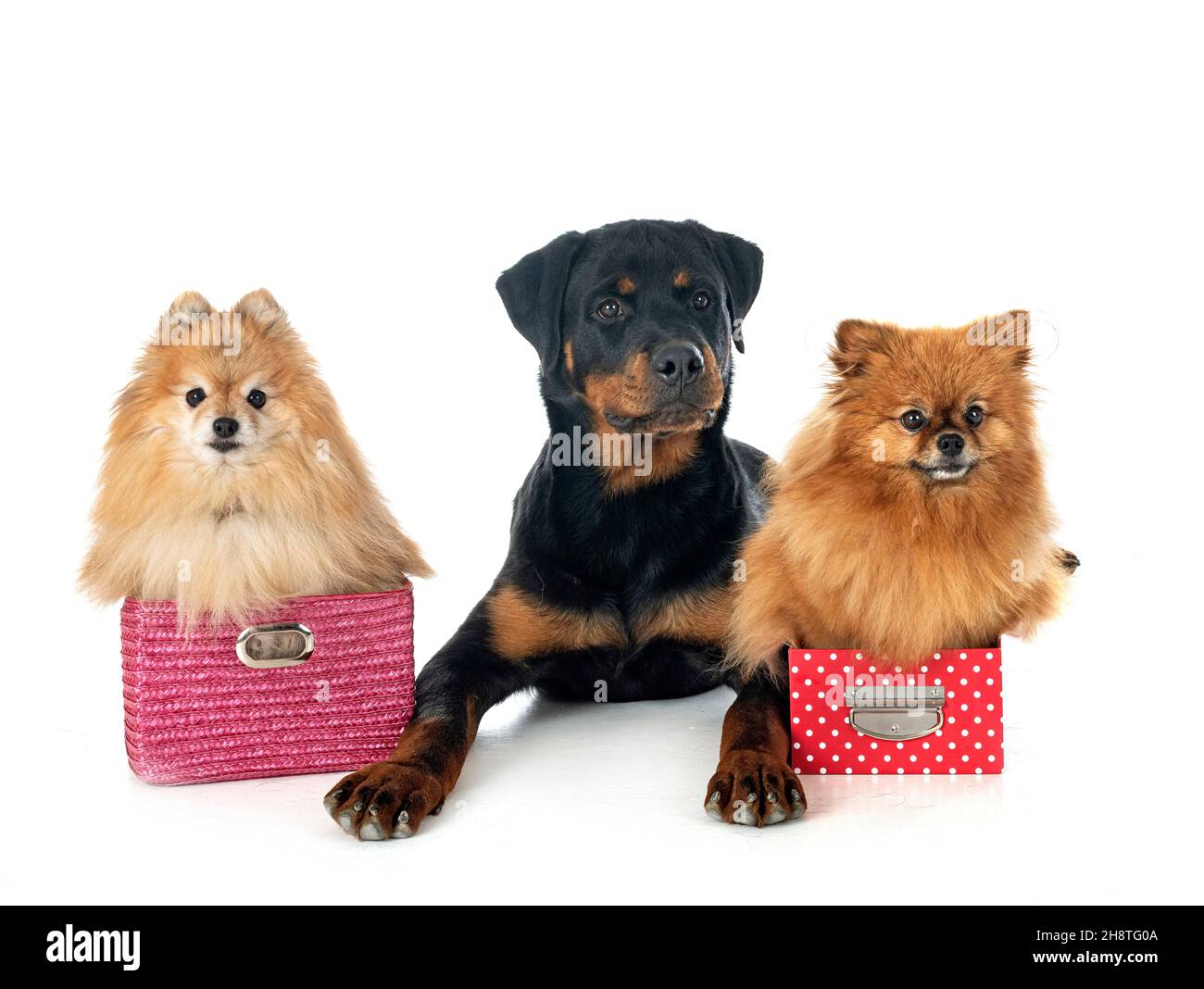 young pomeranians and rottweiler in front of white background Stock ...