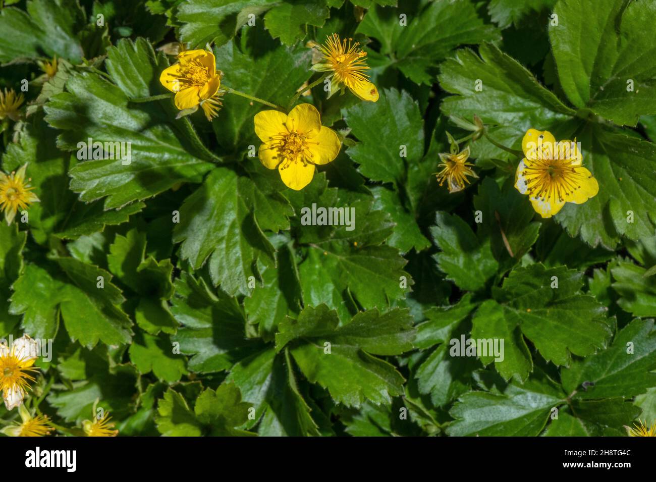 Appalachian barren strawberry, Waldsteinia fragarioides, in flower ...