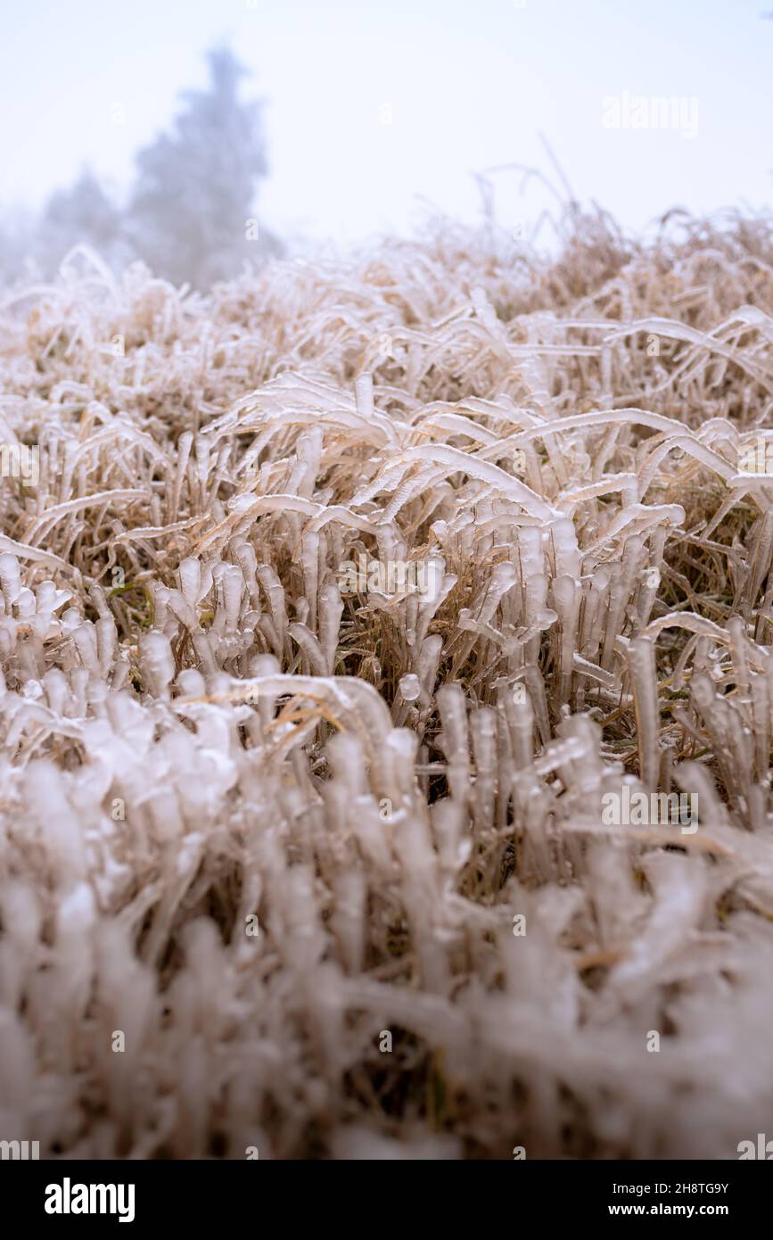 Grass landscape covered in frozen rain. winter landscape after a ...