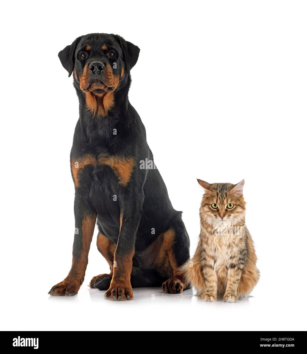 young Kurilian Bobtail and rottweiler in front of white background ...