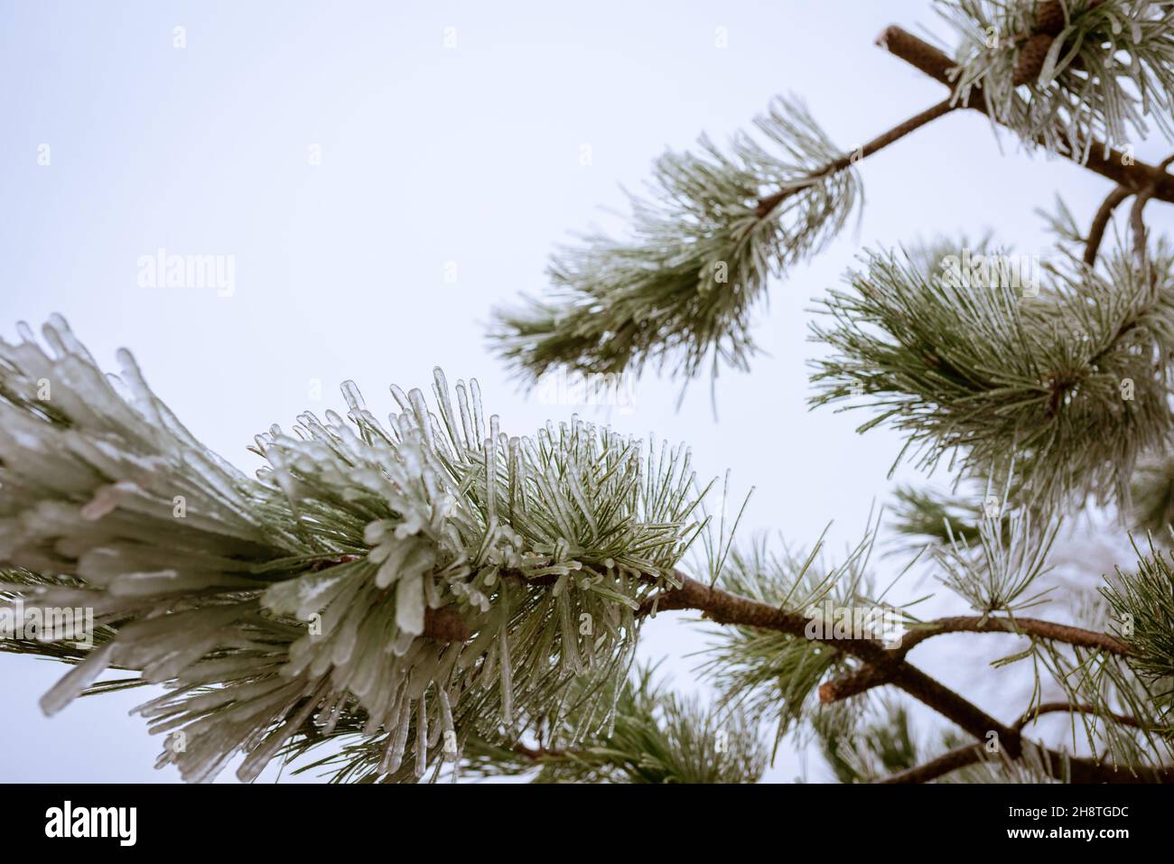 Pine trees covered in frozen rain. Winter landscape after a freezing ...