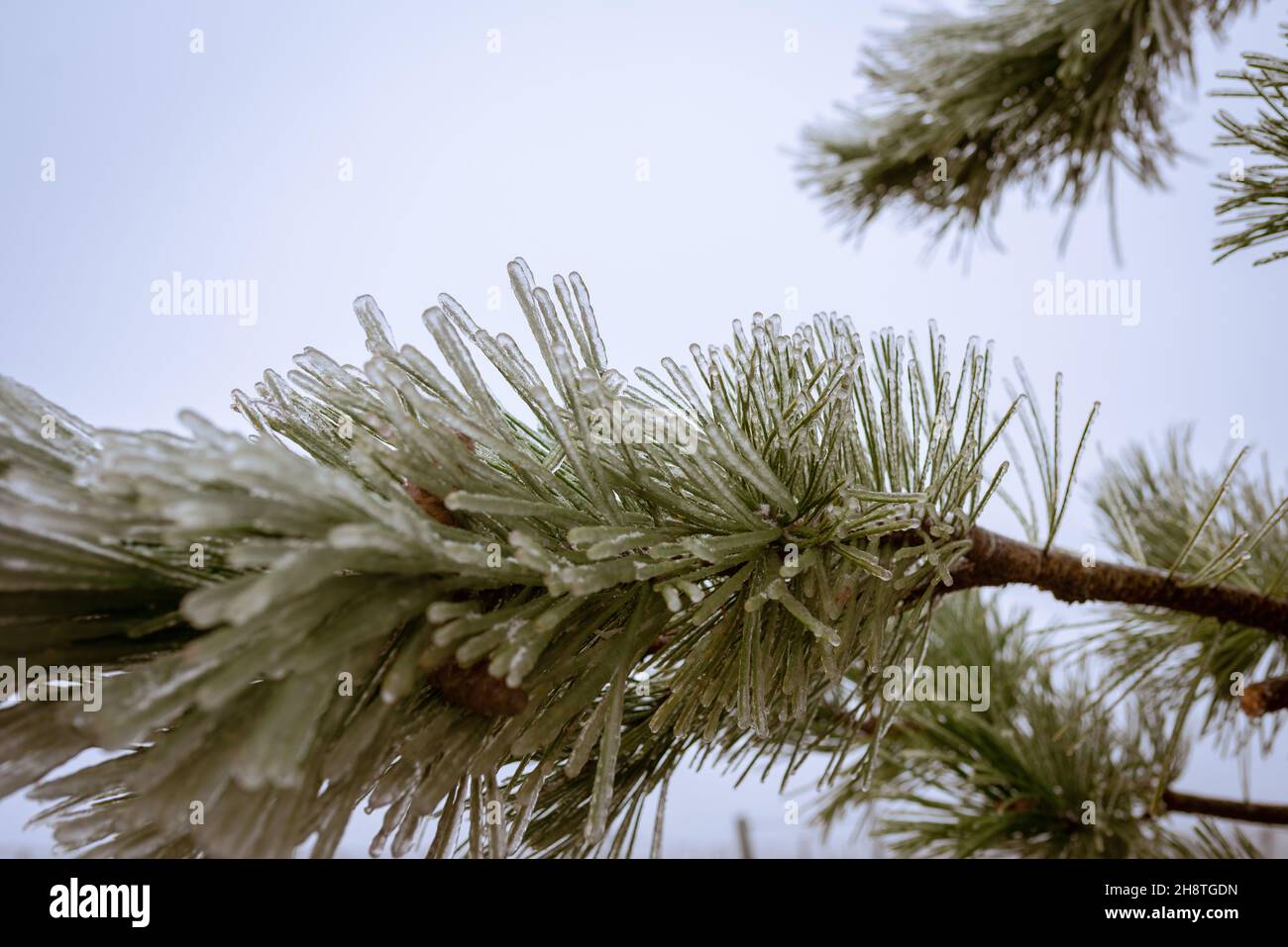 Pine trees covered in frozen rain. Winter landscape after a freezing ...