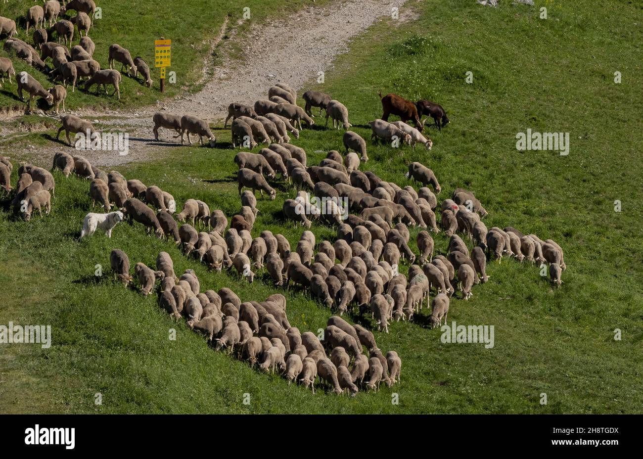 Large sheep flock in alpine pastures on the Col du Lautaret, French ...