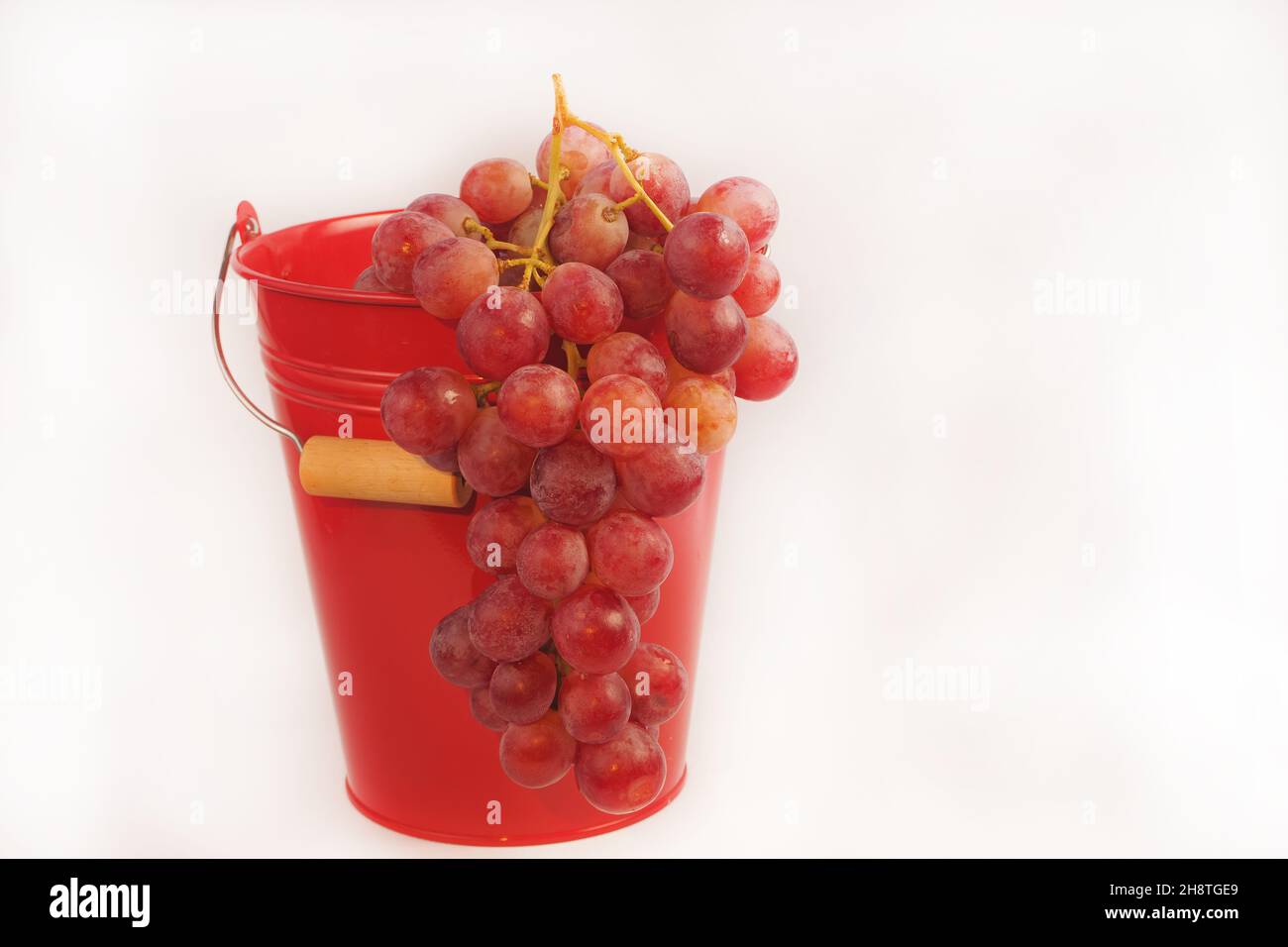 Bunch of crane ripe grapes on an isolated, white background. Place for ...