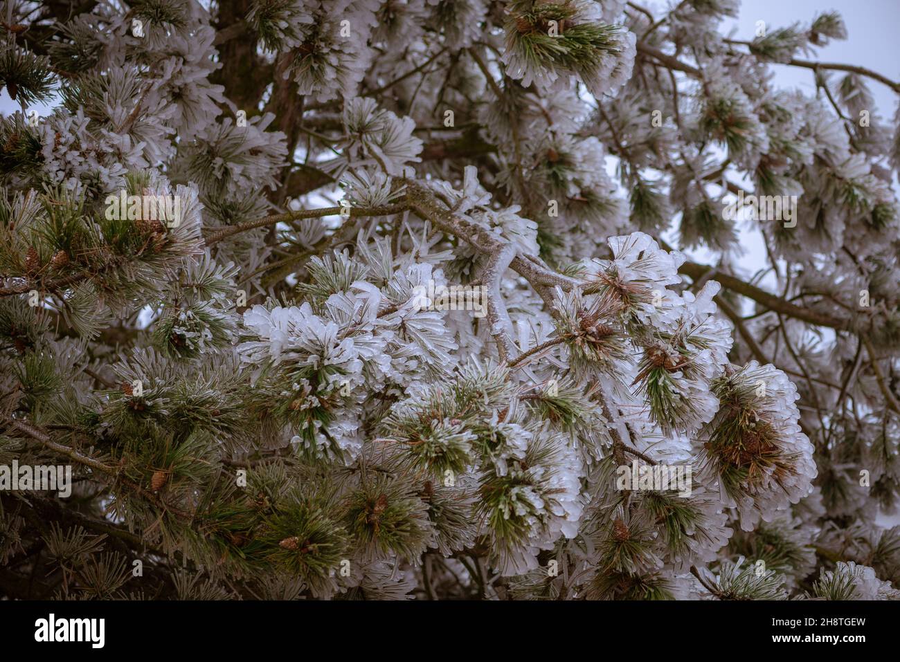 Pine trees covered in frozen rain. Winter landscape after a freezing ...