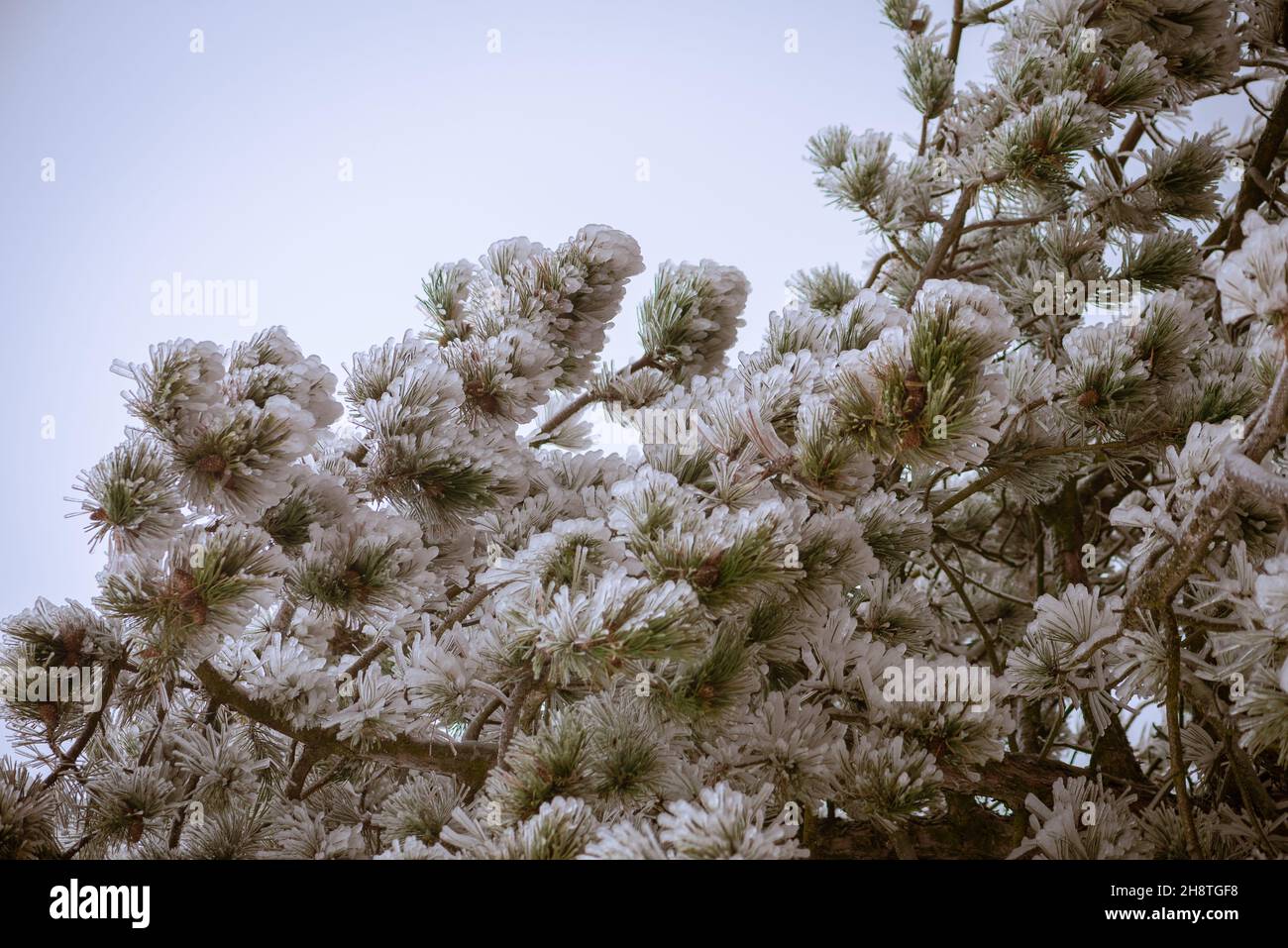 Pine trees covered in frozen rain. Winter landscape after a freezing ...