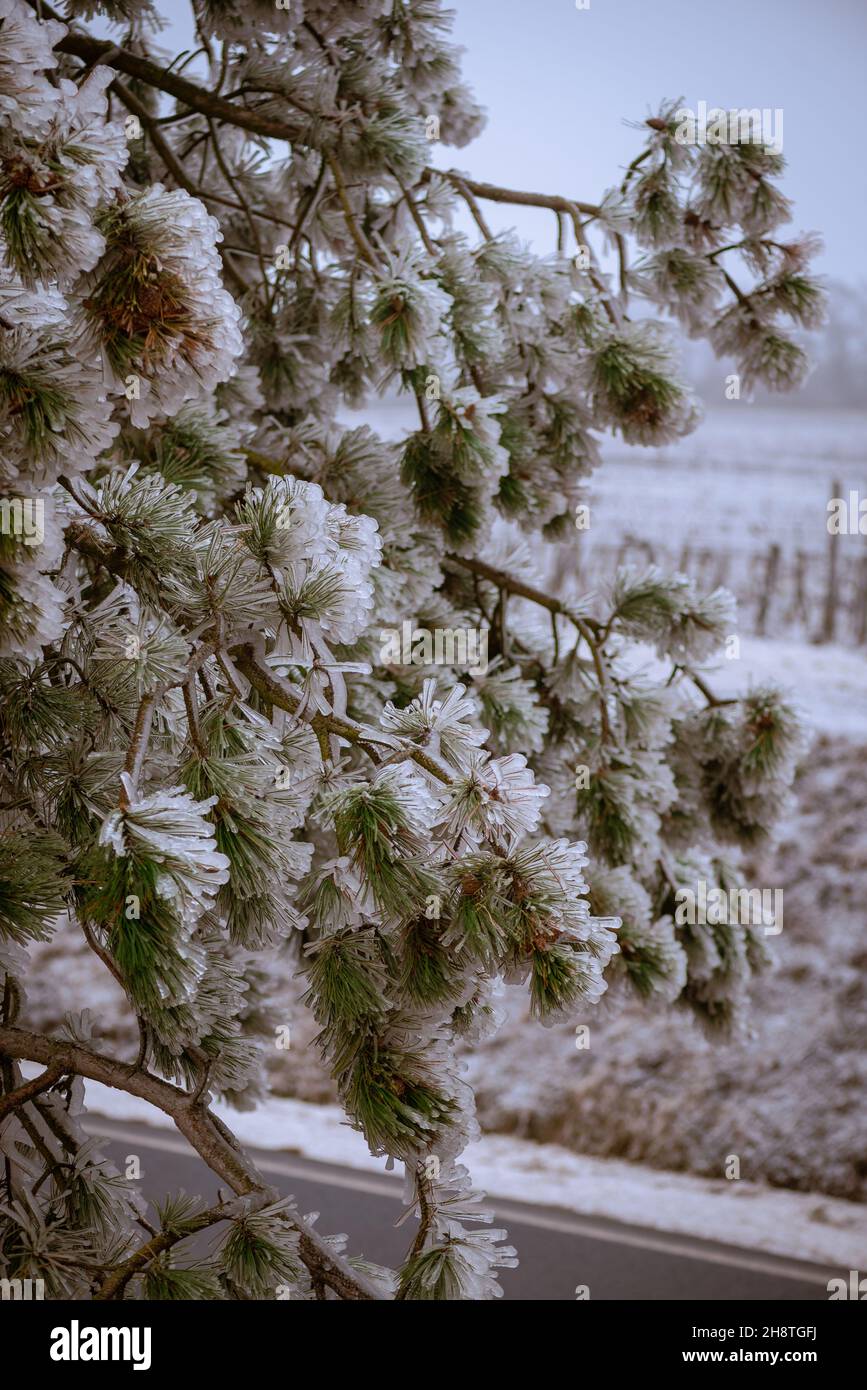 Pine trees covered in frozen rain. Winter landscape after a freezing ...