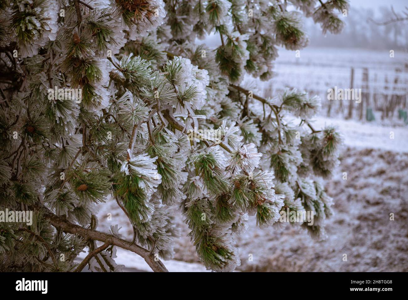 Pine trees covered in frozen rain. Winter landscape after a freezing ...