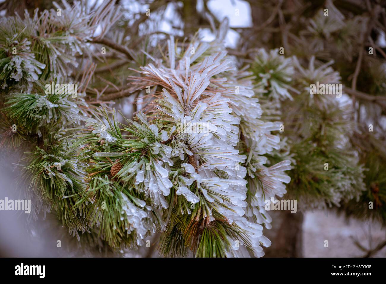 Pine trees covered in frozen rain. Winter landscape after a freezing ...