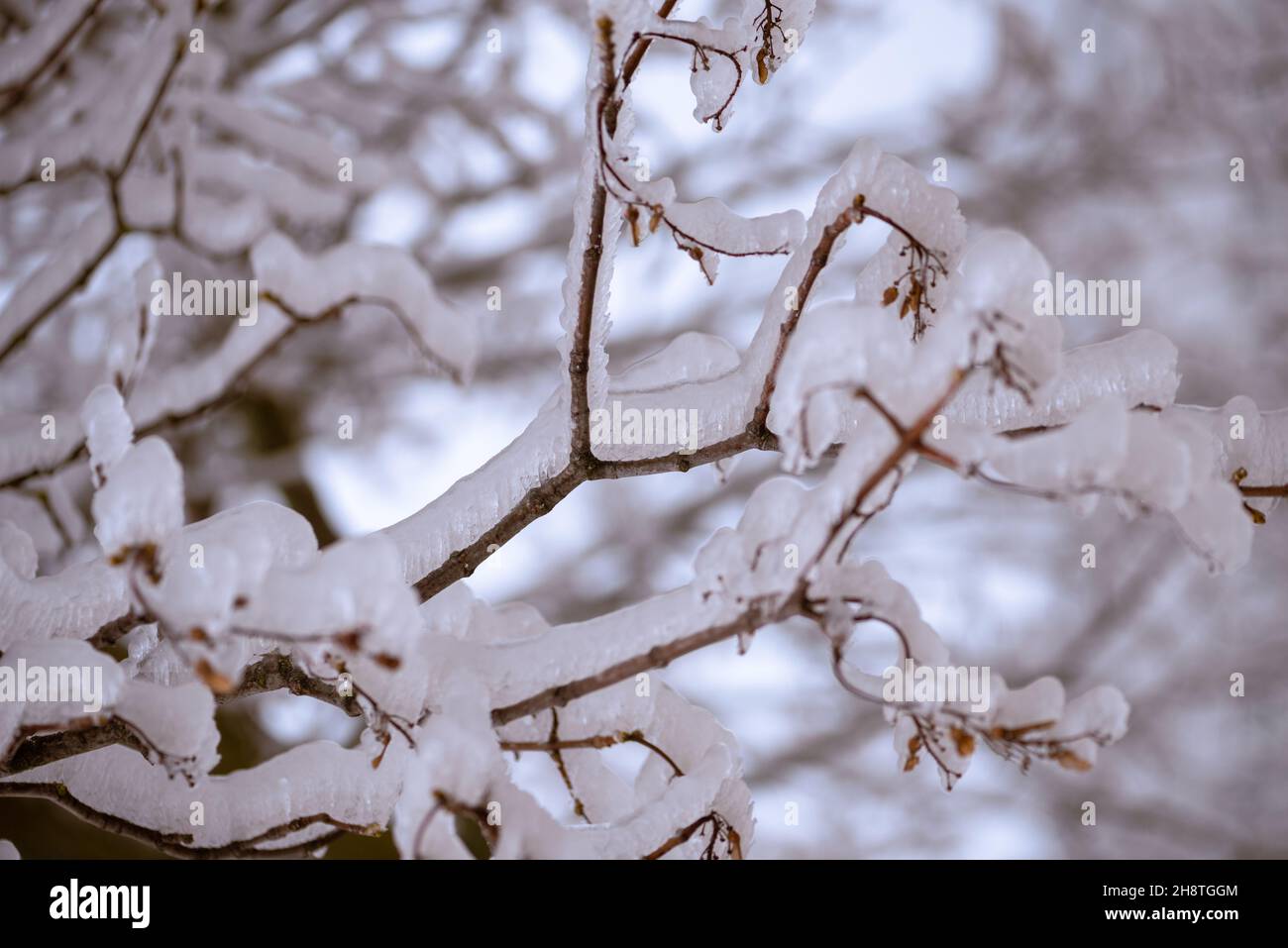 Trees and bushes covered in frozen rain. winter landscape after a ...