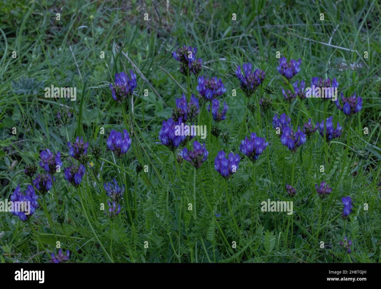 Purple milk-vetch, Astragalus danicus, in flower in mountain grassland ...