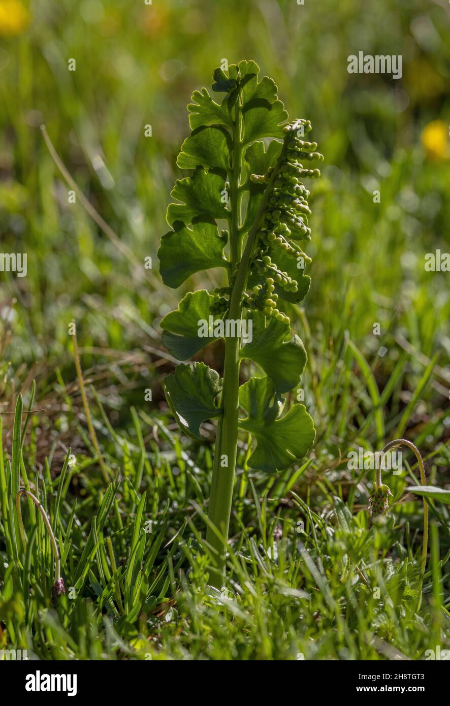 Moonwort botrychium lunaria hi-res stock photography and images - Alamy