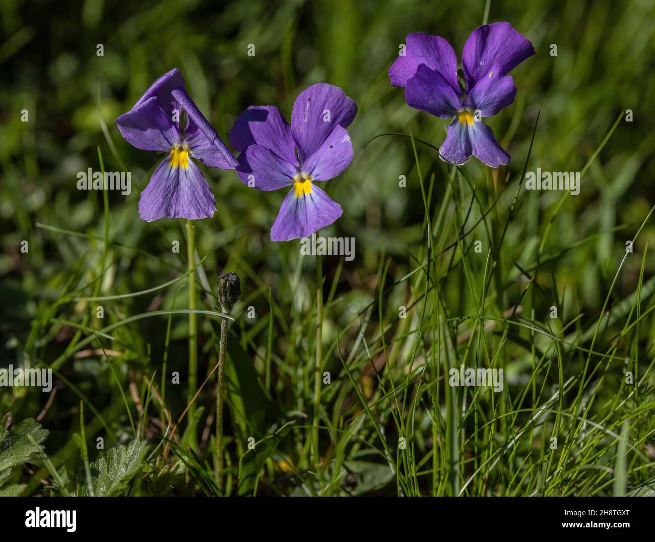 Long Spurred Flowers High Resolution Stock Photography and Images - Alamy
